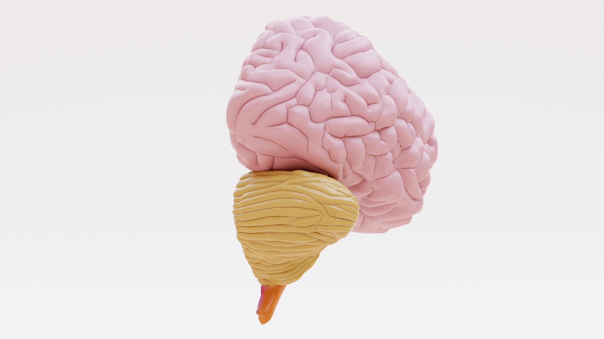 3D Model Plastic Brain Section - TurboSquid 2023513
