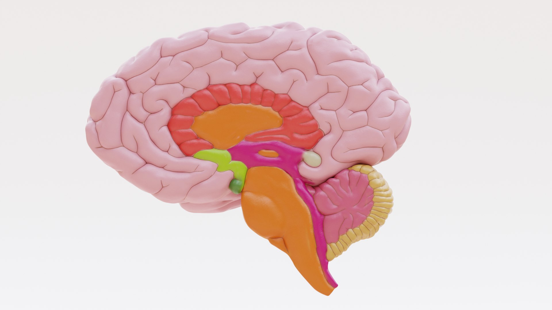 3D Model Plastic Brain Section - TurboSquid 2023513