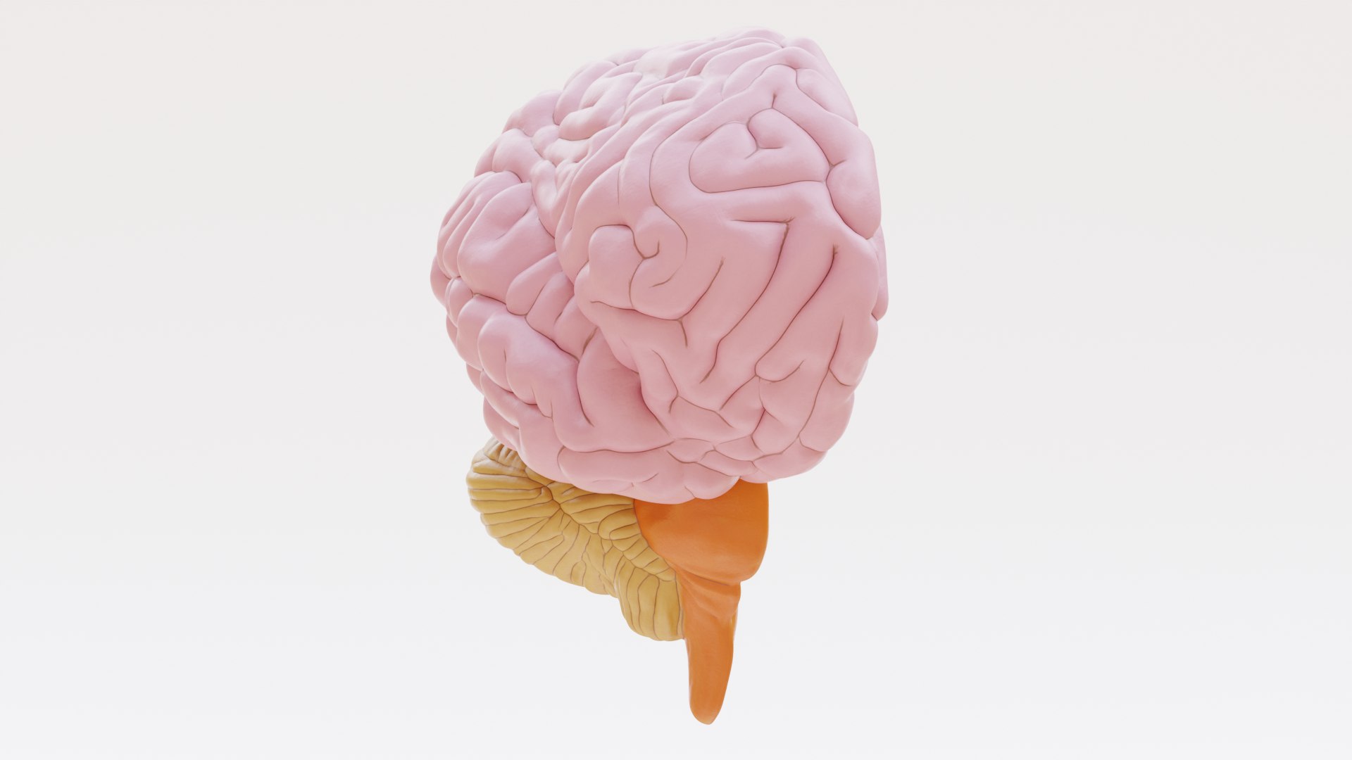 3D Model Plastic Brain Section - TurboSquid 2023513