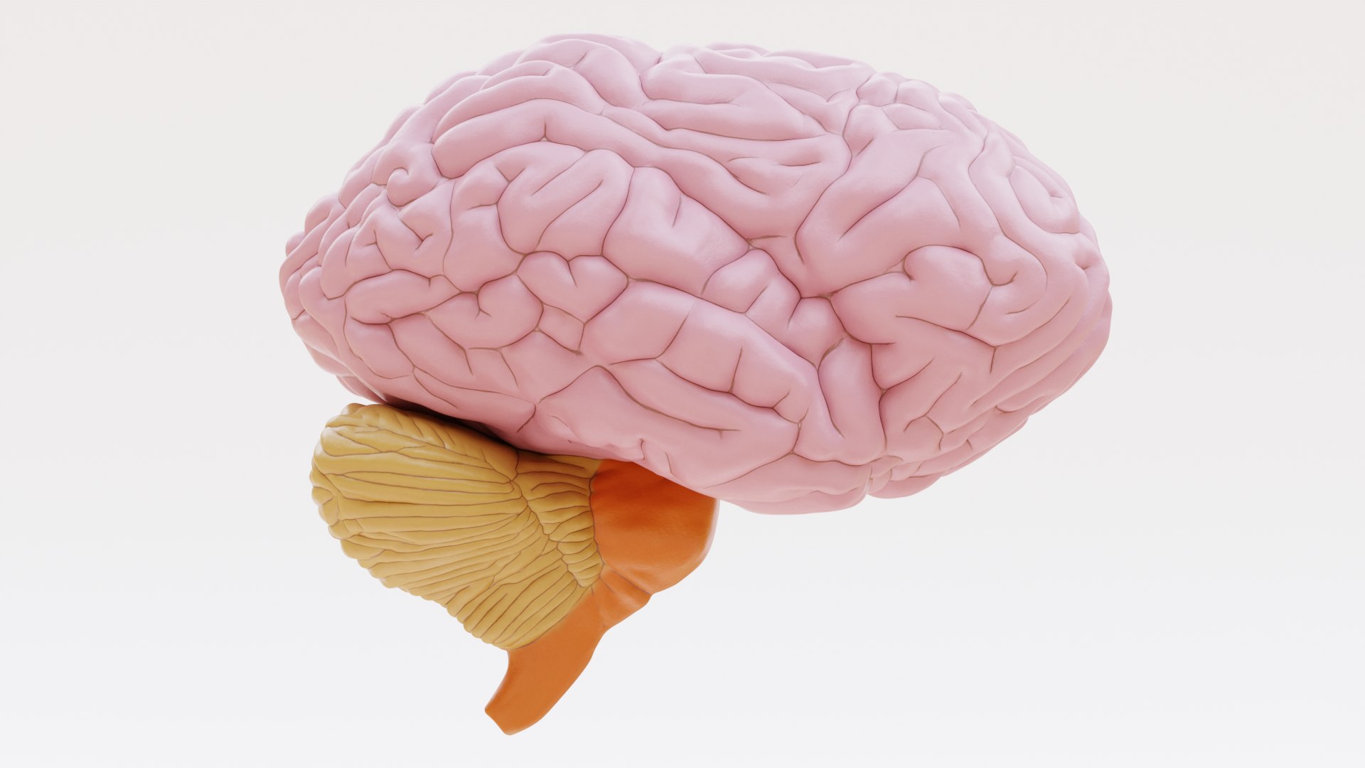 3D Model Plastic Brain Section - TurboSquid 2023513