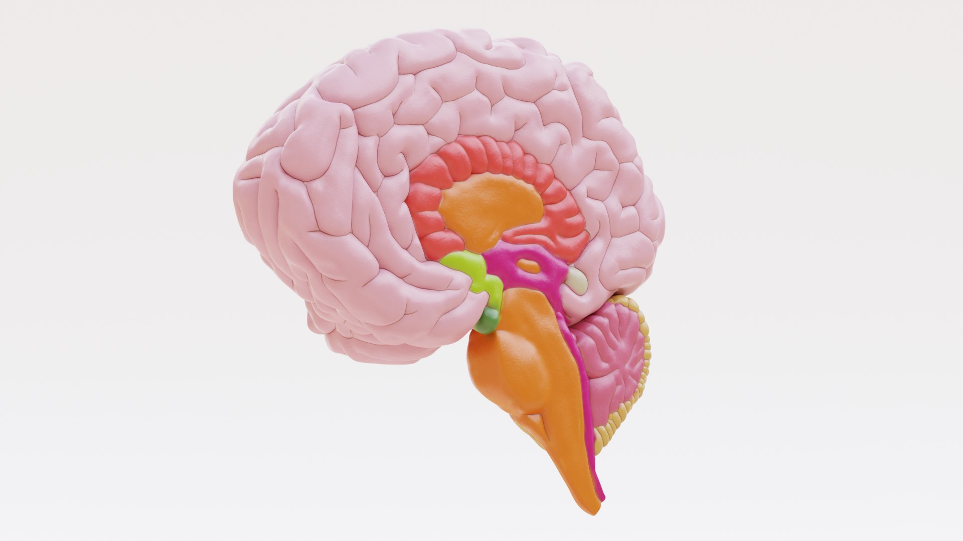 3D Model Plastic Brain Section - TurboSquid 2023513