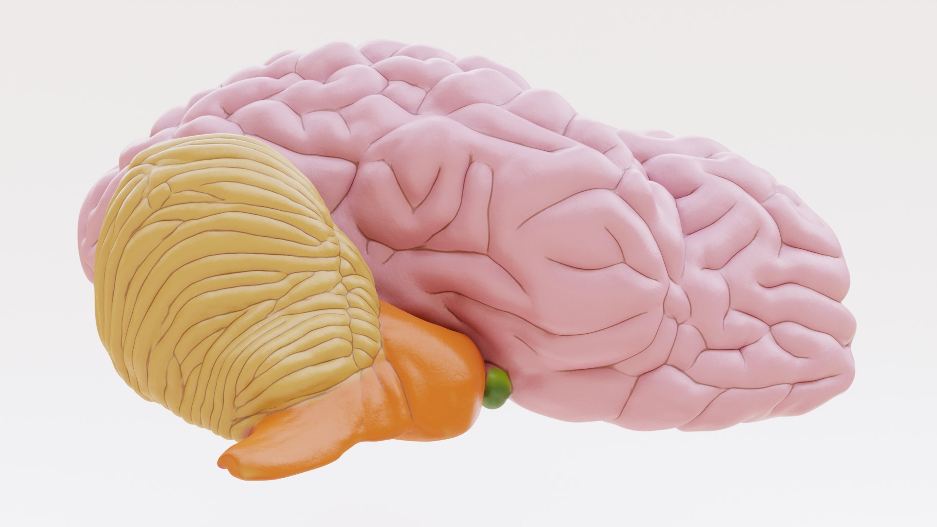 3D Model Plastic Brain Section - TurboSquid 2023513