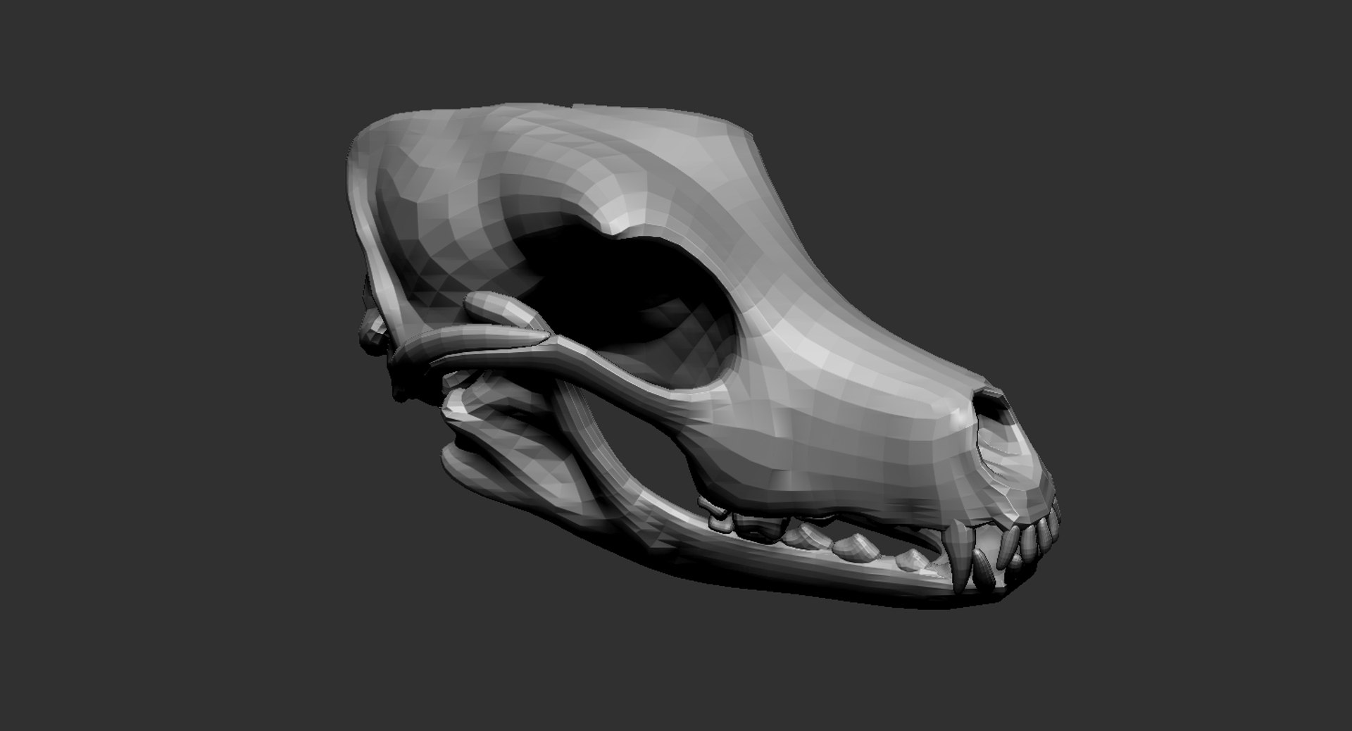 3D Model Dog Skull Anatomy Base Mesh - TurboSquid 1472117