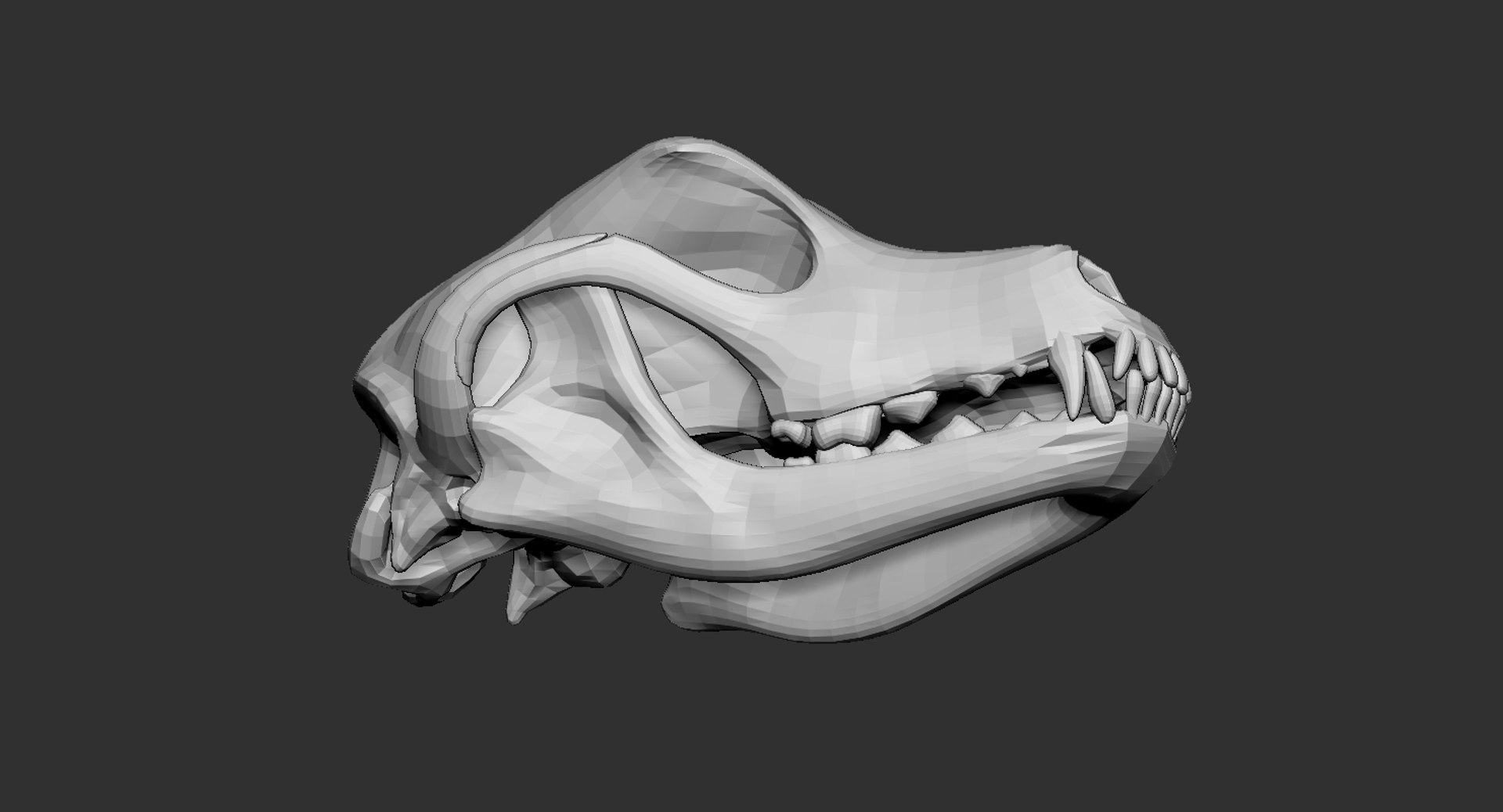 3D Model Dog Skull Anatomy Base Mesh - TurboSquid 1472117