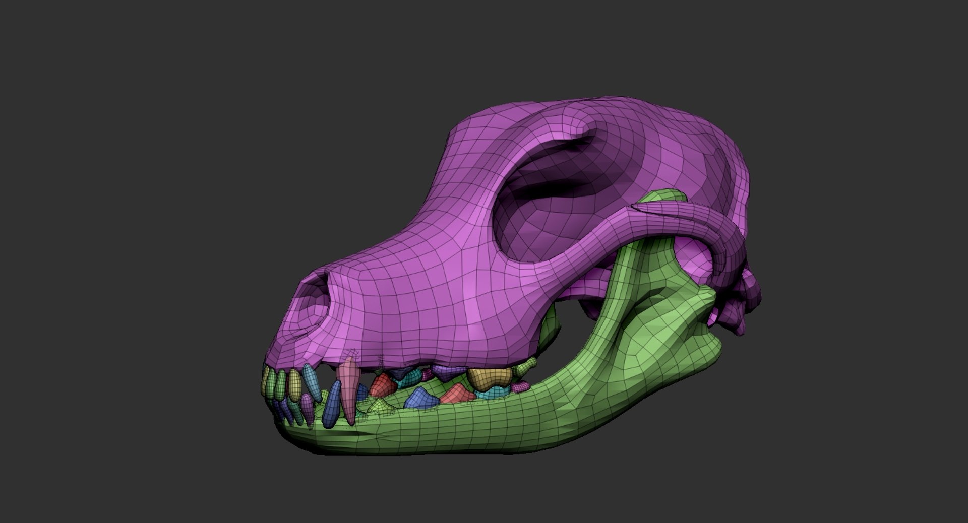 3D Model Dog Skull Anatomy Base Mesh - TurboSquid 1472117