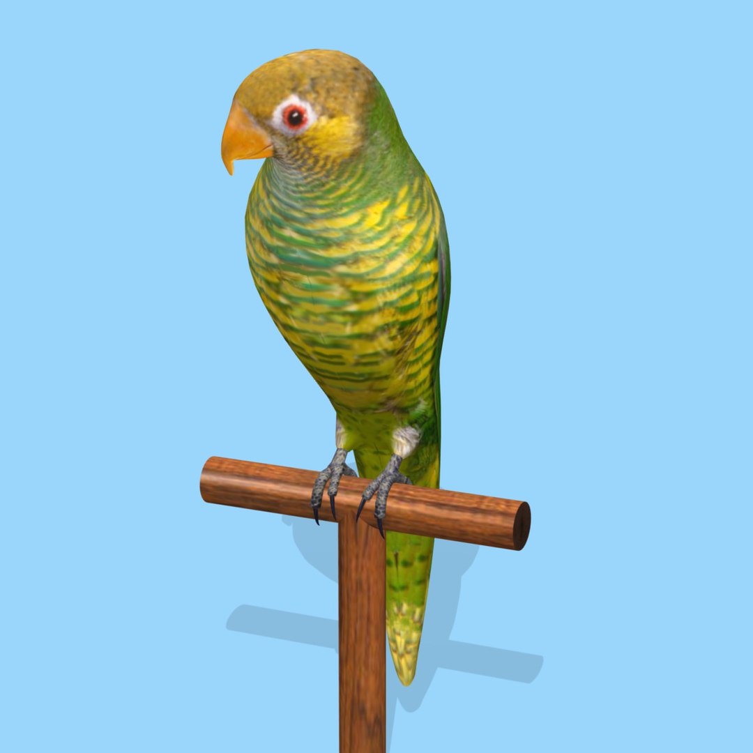 3d parrot birds ab