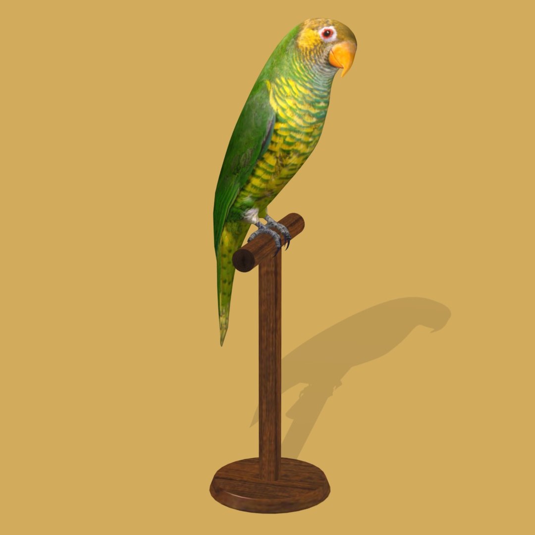 3d parrot birds ab