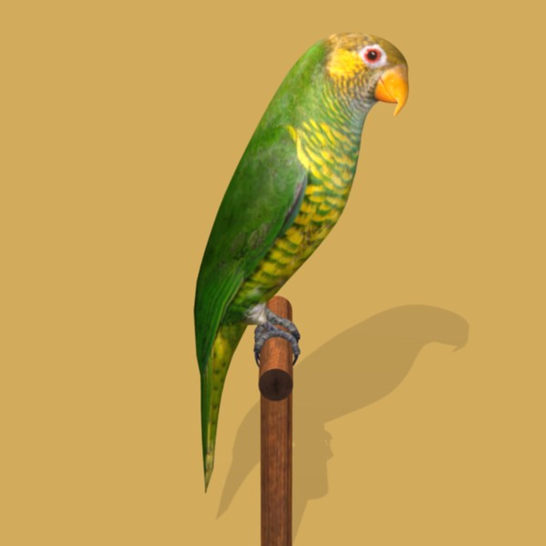 3d parrot birds ab