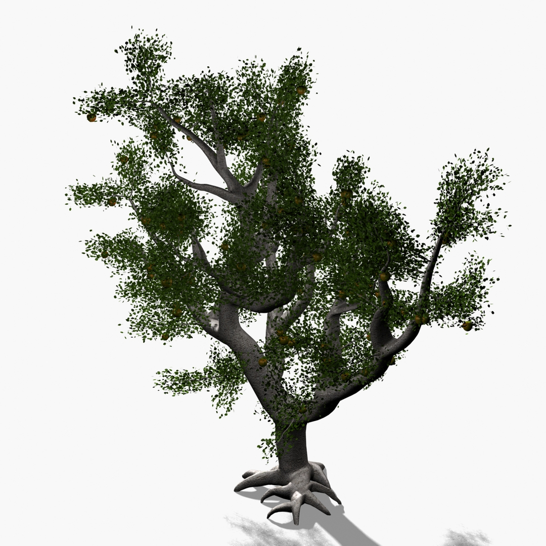 Realistic Apple Tree 3d Model