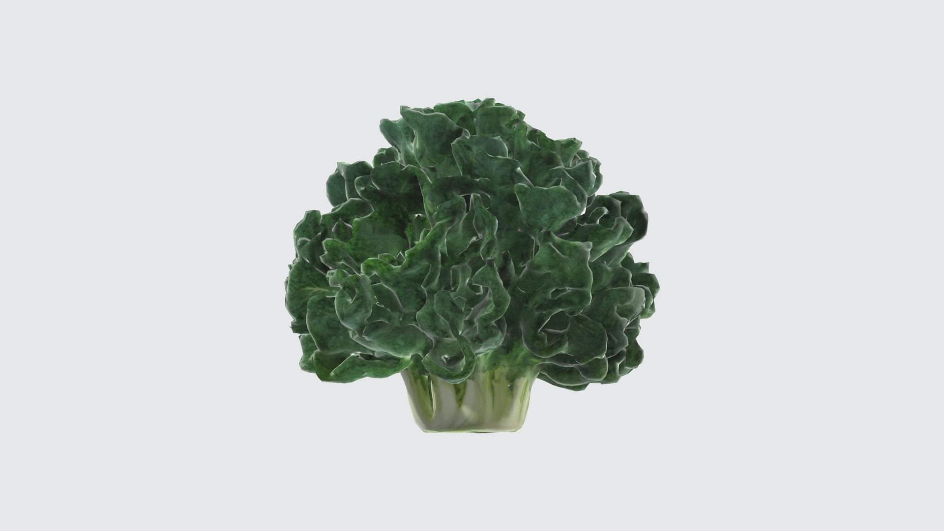 Curly Kale 3D Model - TurboSquid 2281533