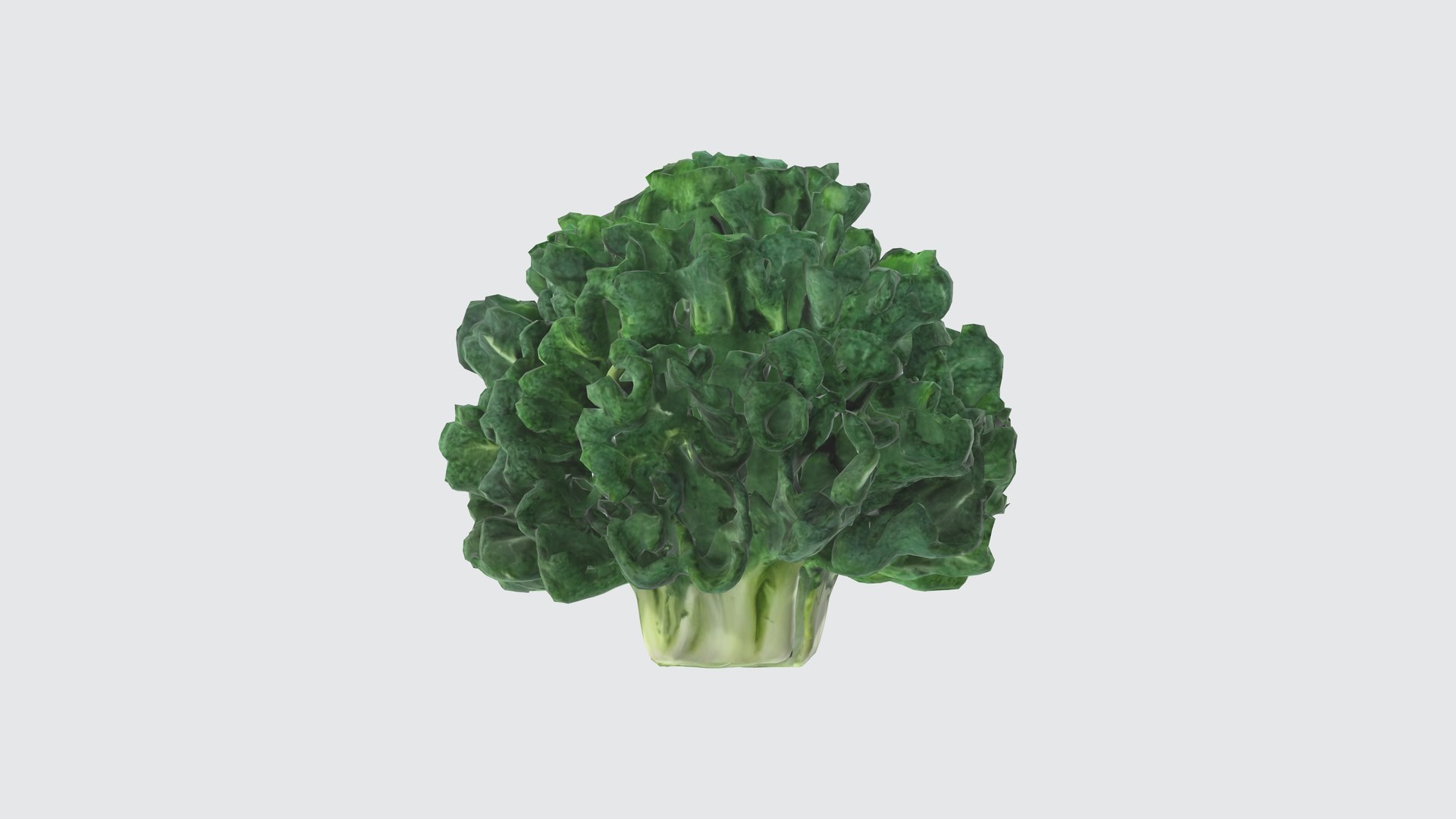 Curly Kale 3D Model - TurboSquid 2281533