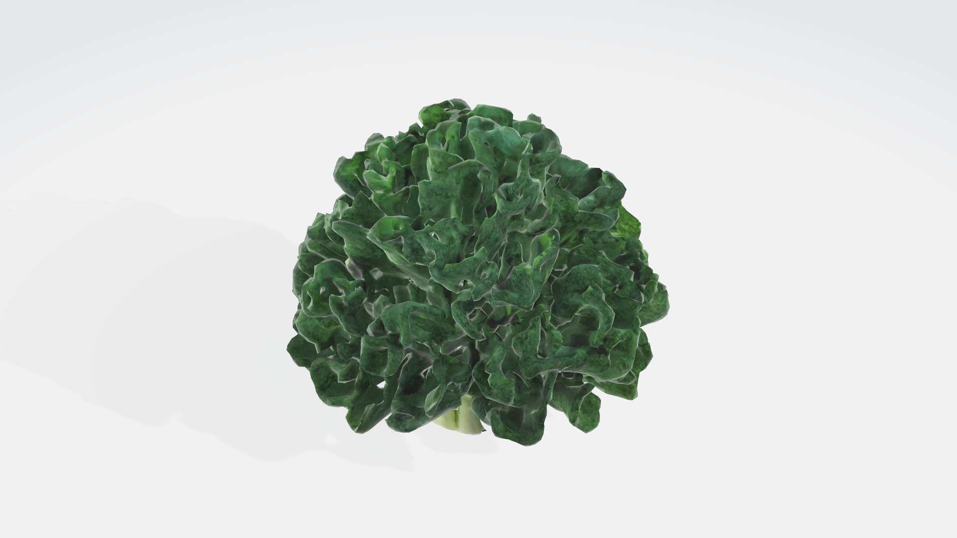 Curly Kale 3D Model - TurboSquid 2281533