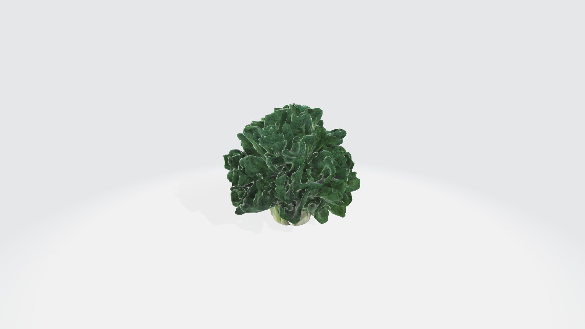 Curly Kale 3D Model - TurboSquid 2281533