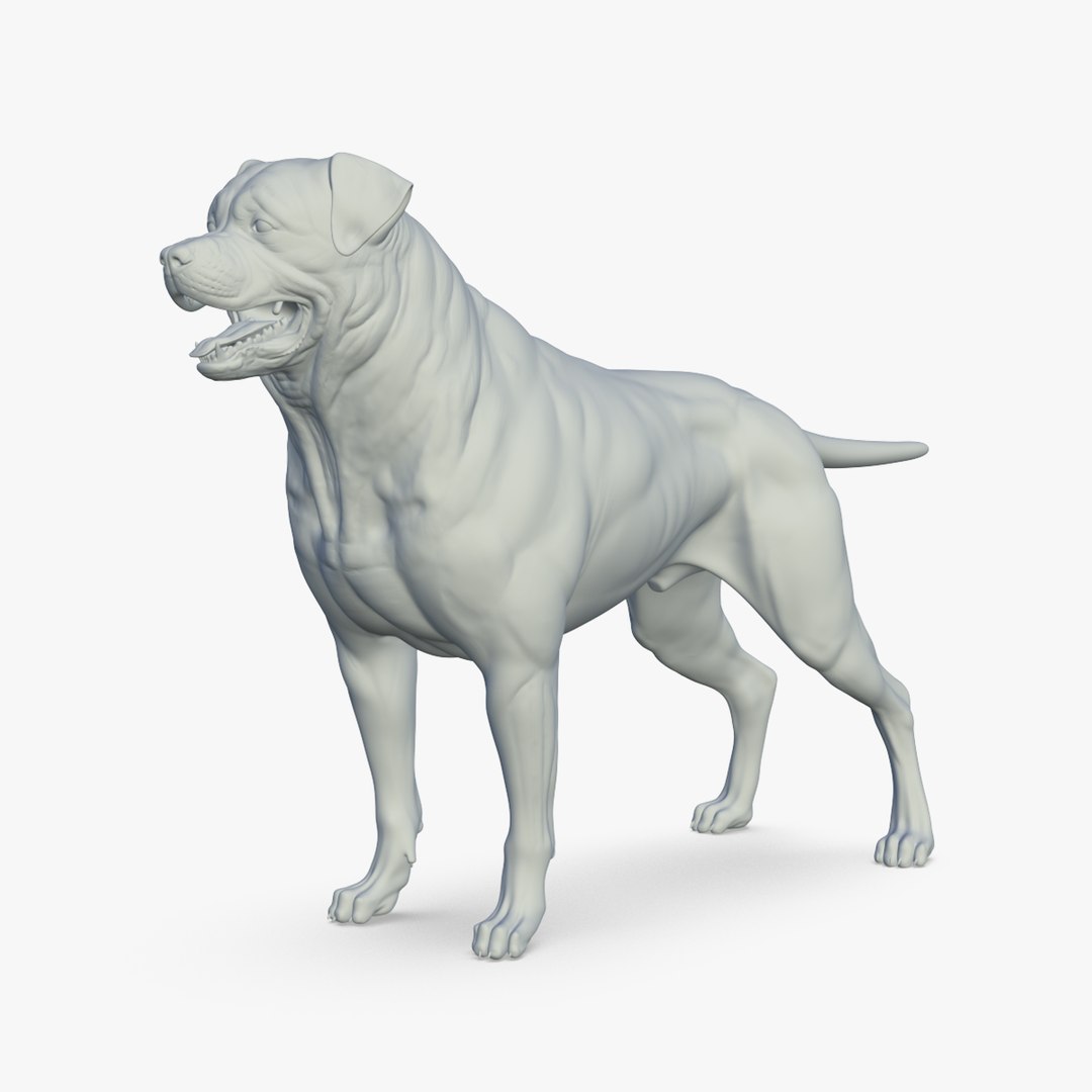 Rottweiler Model - TurboSquid 2217291