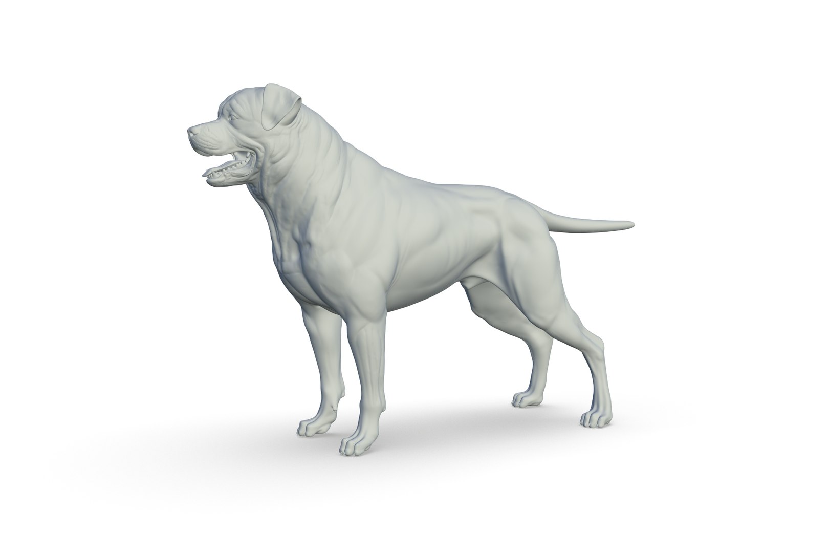 Rottweiler Model - TurboSquid 2217291