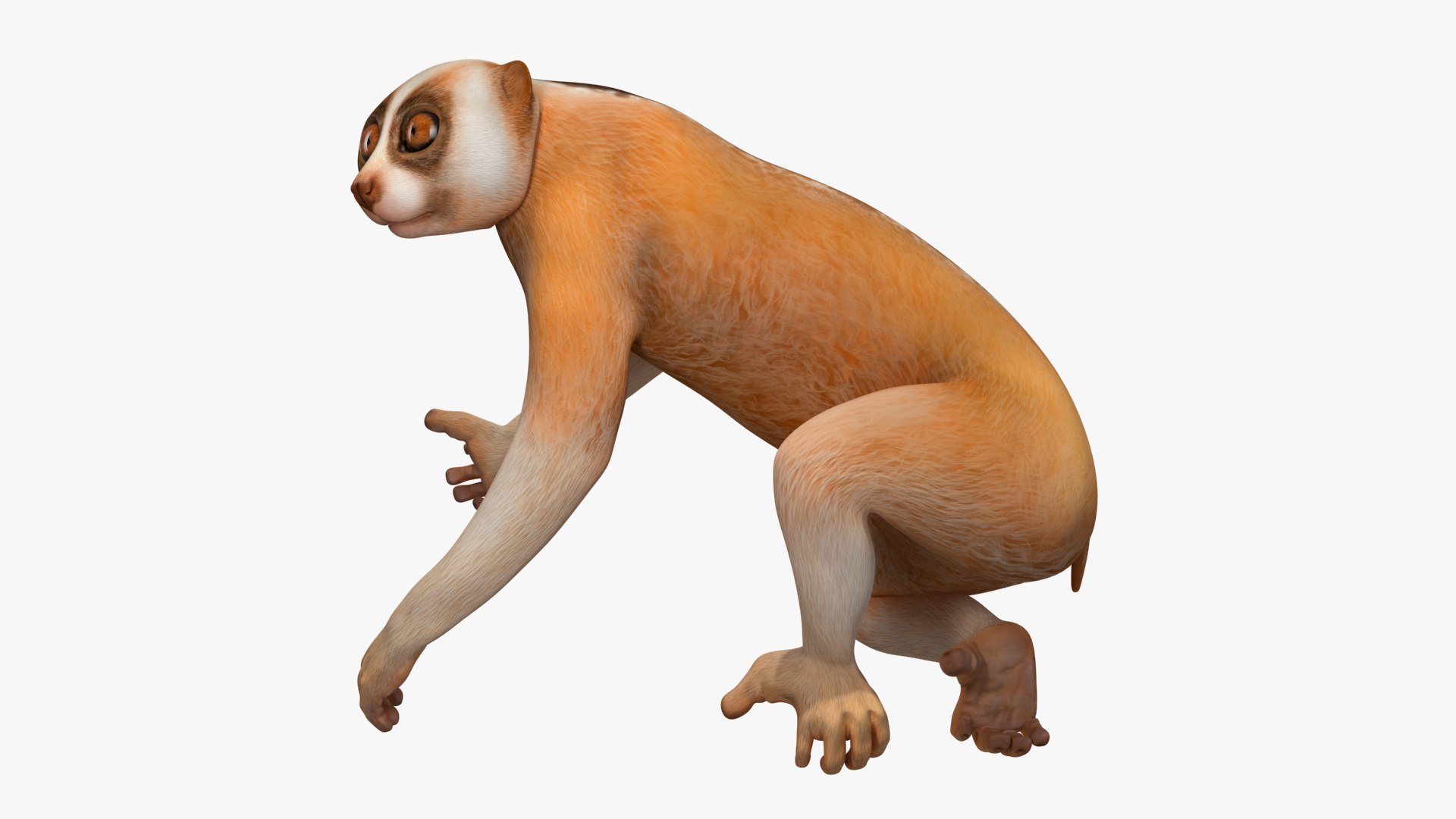 Lemur Slow Loris Rigged 3D Model - TurboSquid 2145972