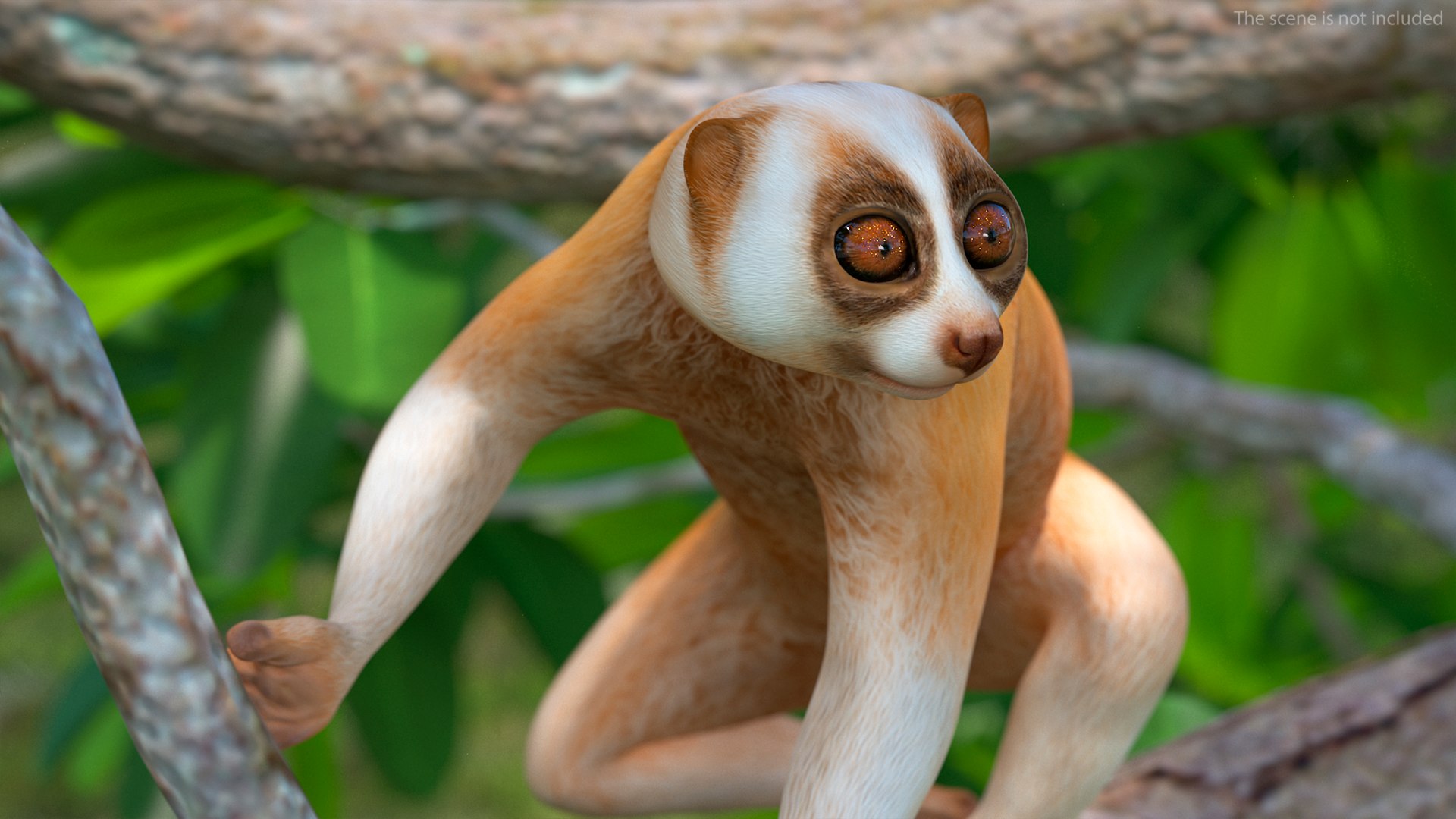 Lemur Slow Loris Rigged 3D Model - TurboSquid 2145972