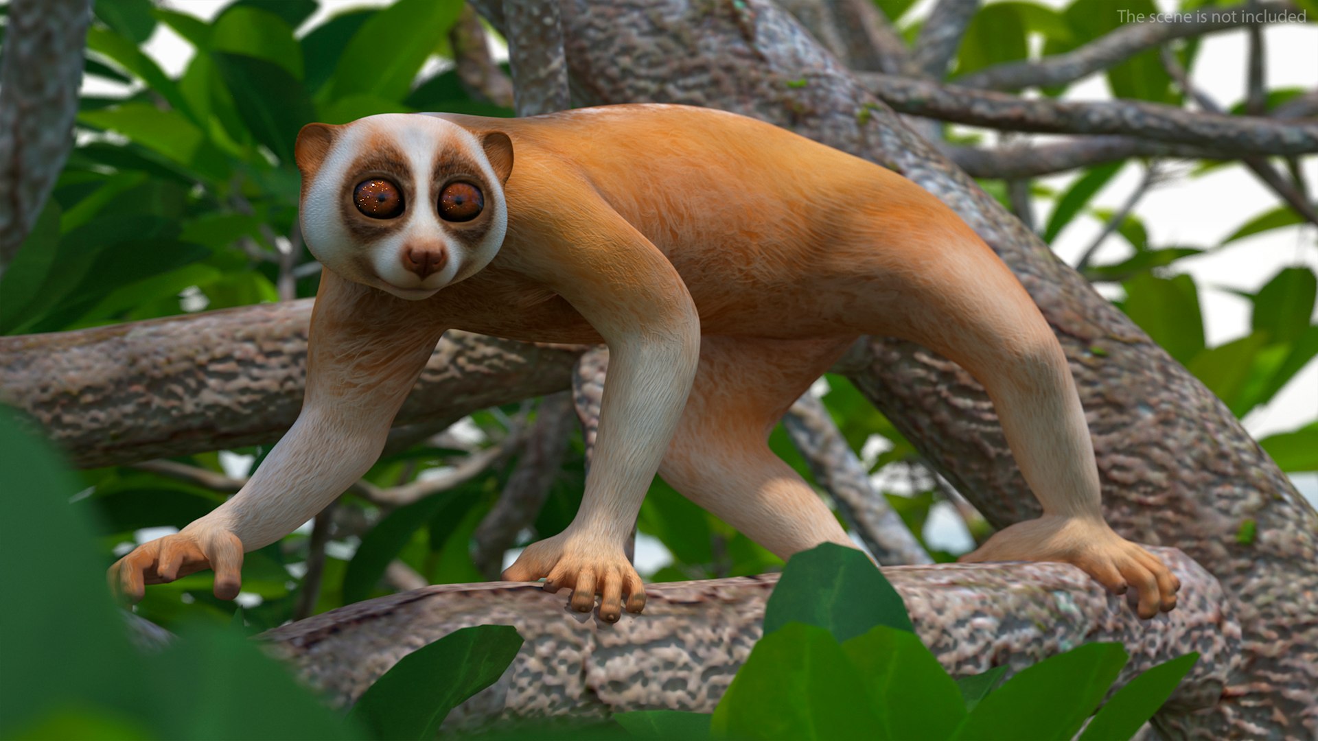 Lemur Slow Loris Rigged 3D Model - TurboSquid 2145972