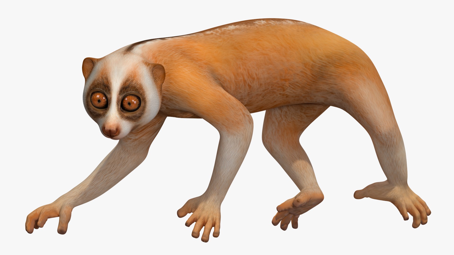 Lemur Slow Loris Rigged 3D Model - TurboSquid 2145972