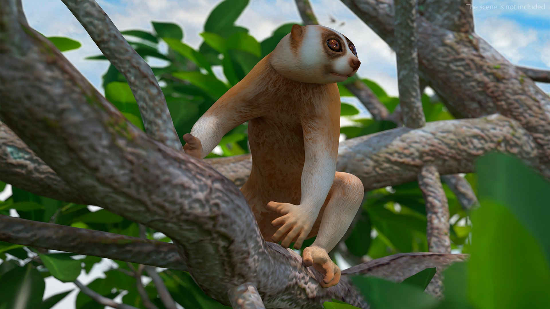 Lemur Slow Loris Rigged 3D Model - TurboSquid 2145972