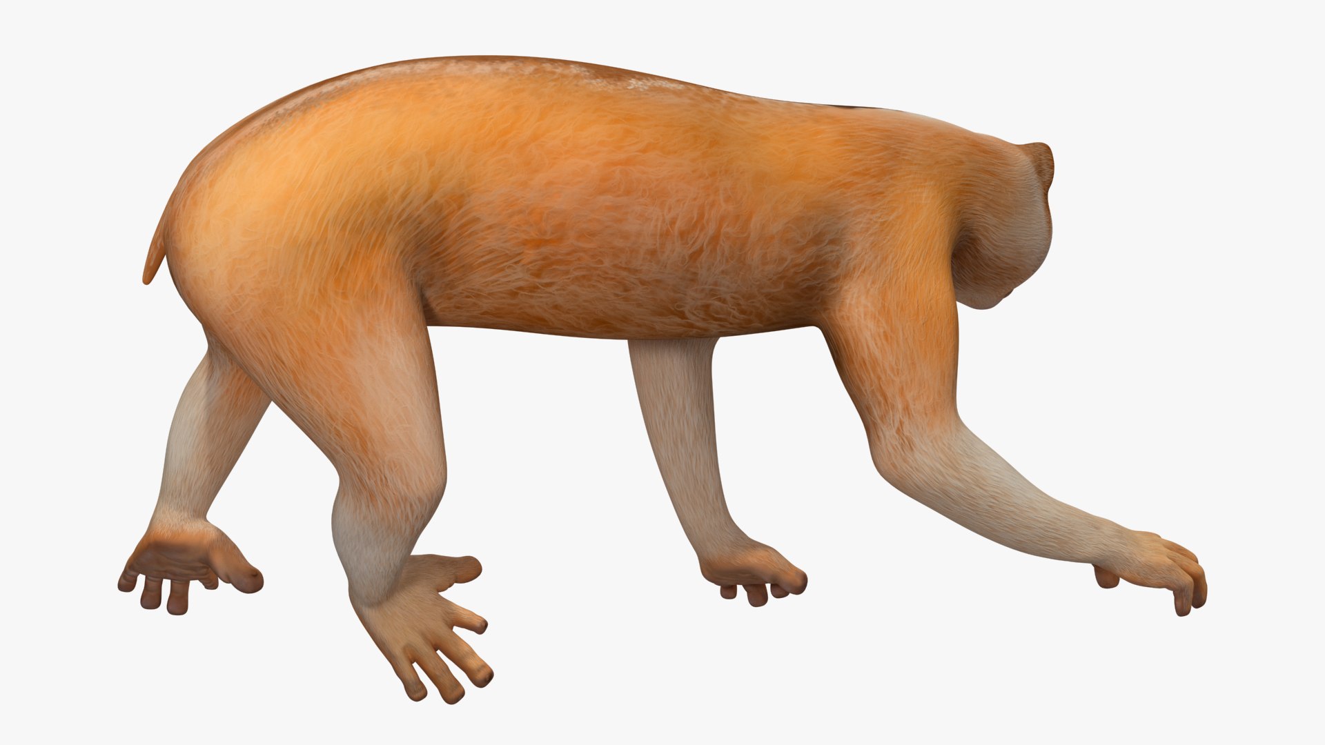 Lemur Slow Loris Rigged 3D Model - TurboSquid 2145972