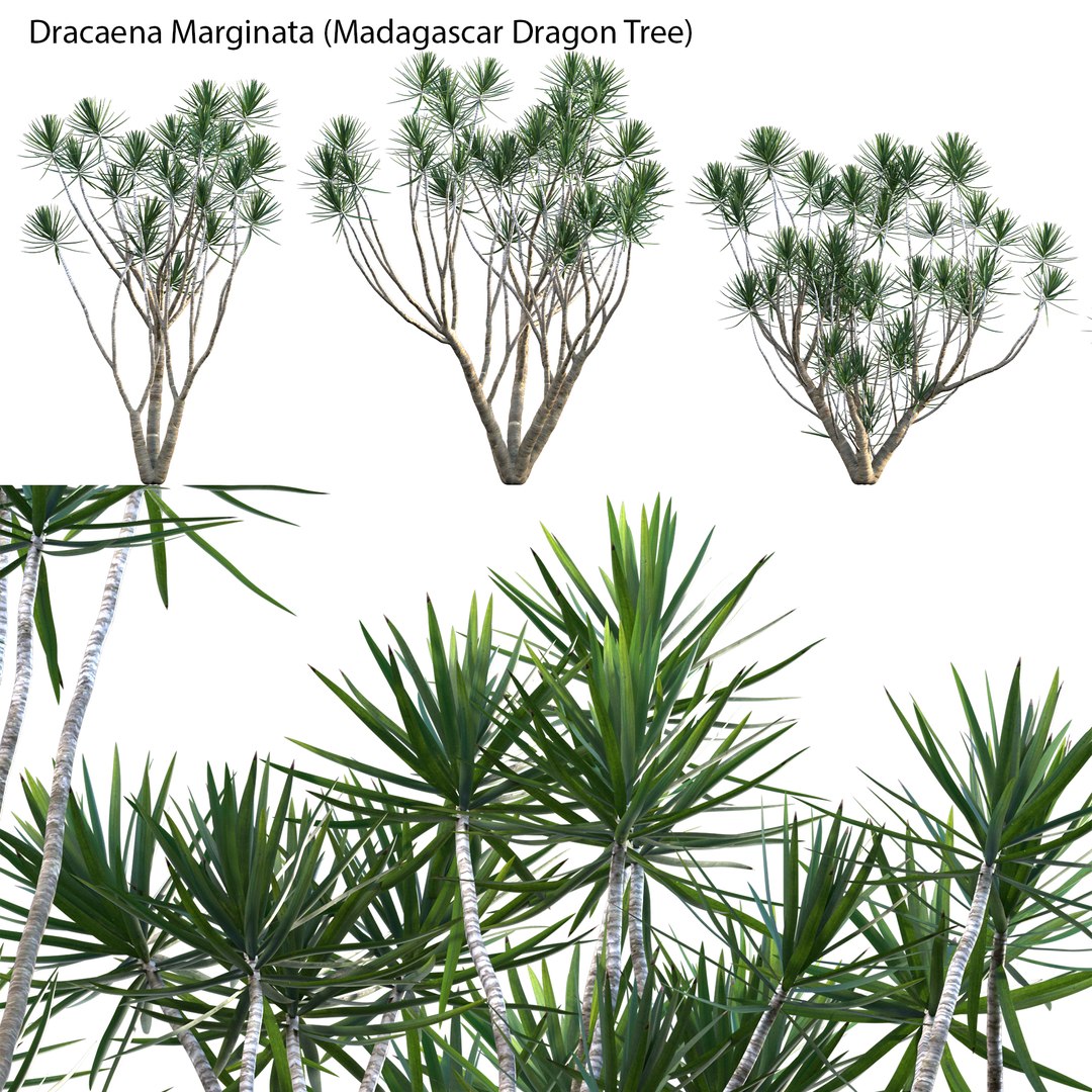 Dracaena Marginata - Madagascar Dragon Tree 3D Model - TurboSquid 1990961