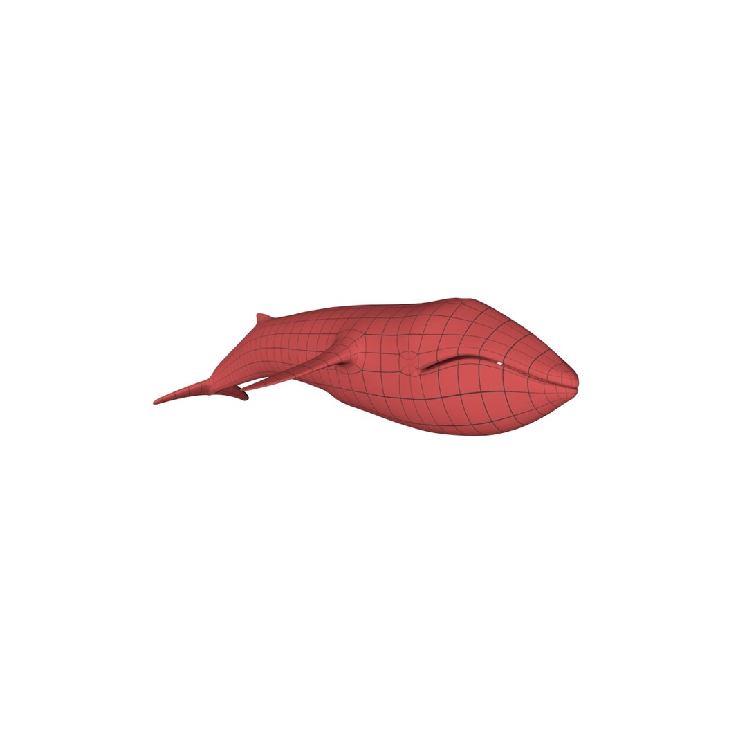 3d Model Base Mesh Blue Whale