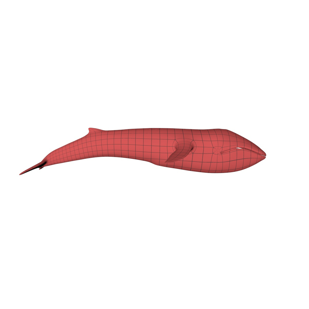 3d Model Base Mesh Blue Whale