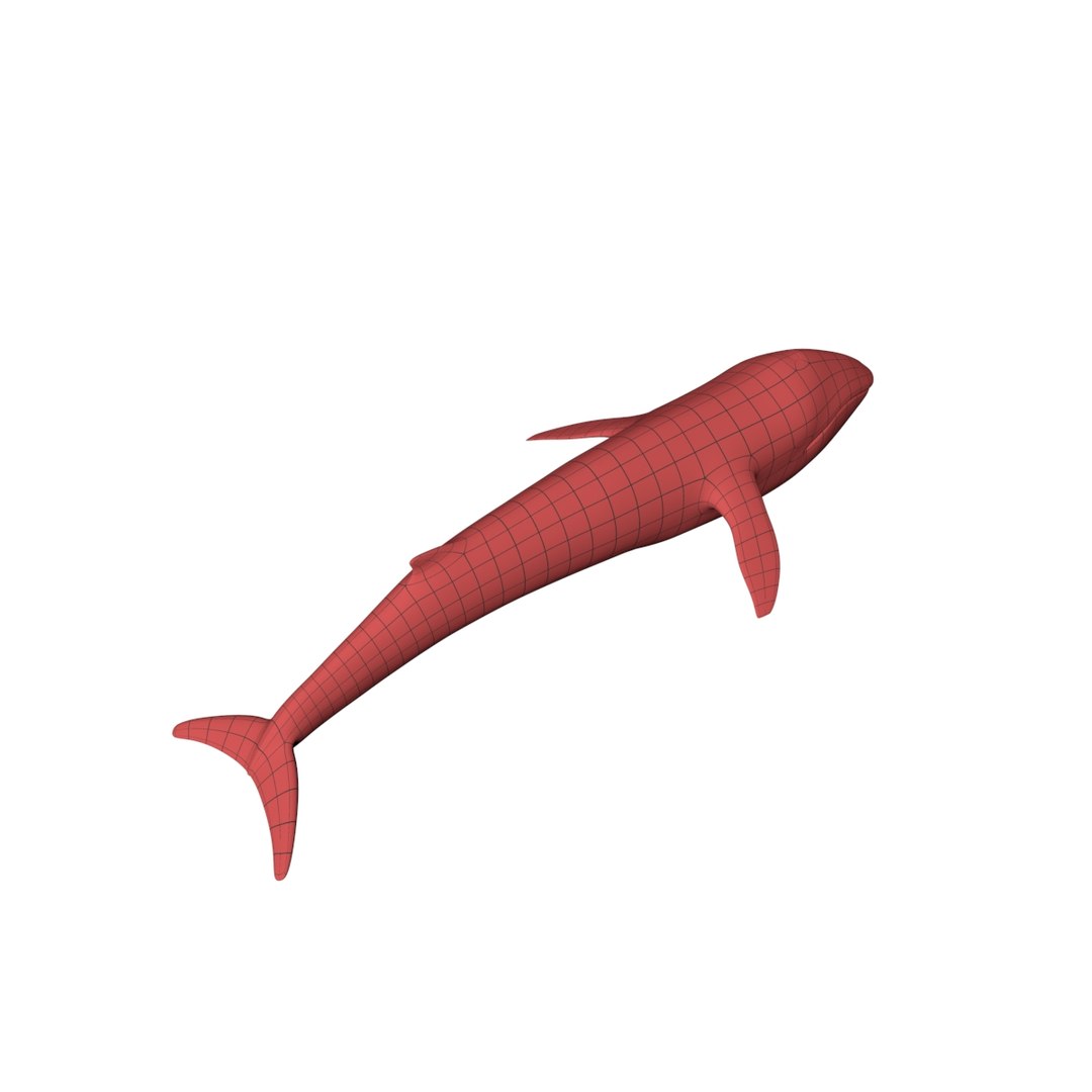 3d Model Base Mesh Blue Whale