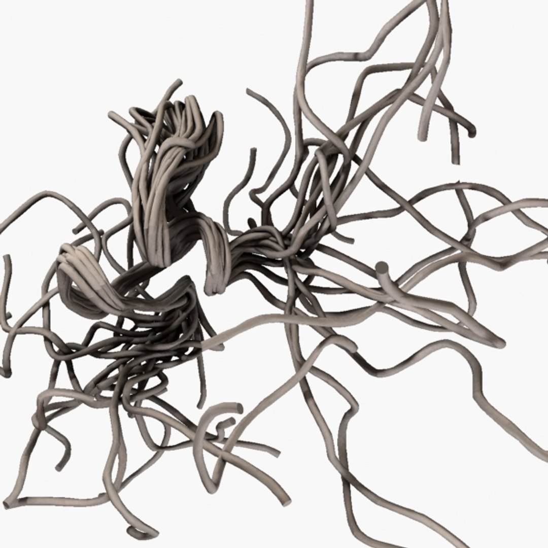 Elastin Protein Body 3d Model