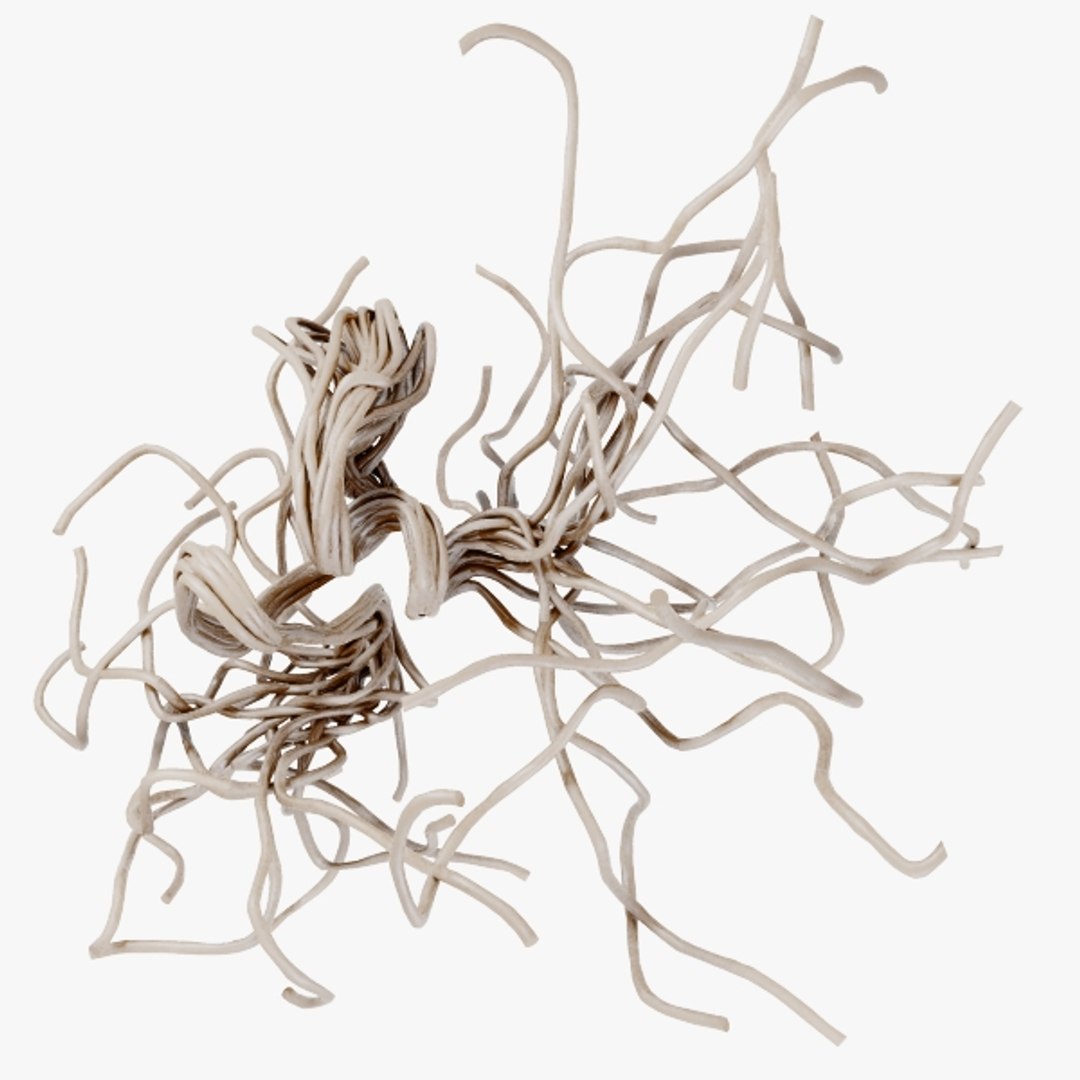 Elastin Protein Body 3d Model