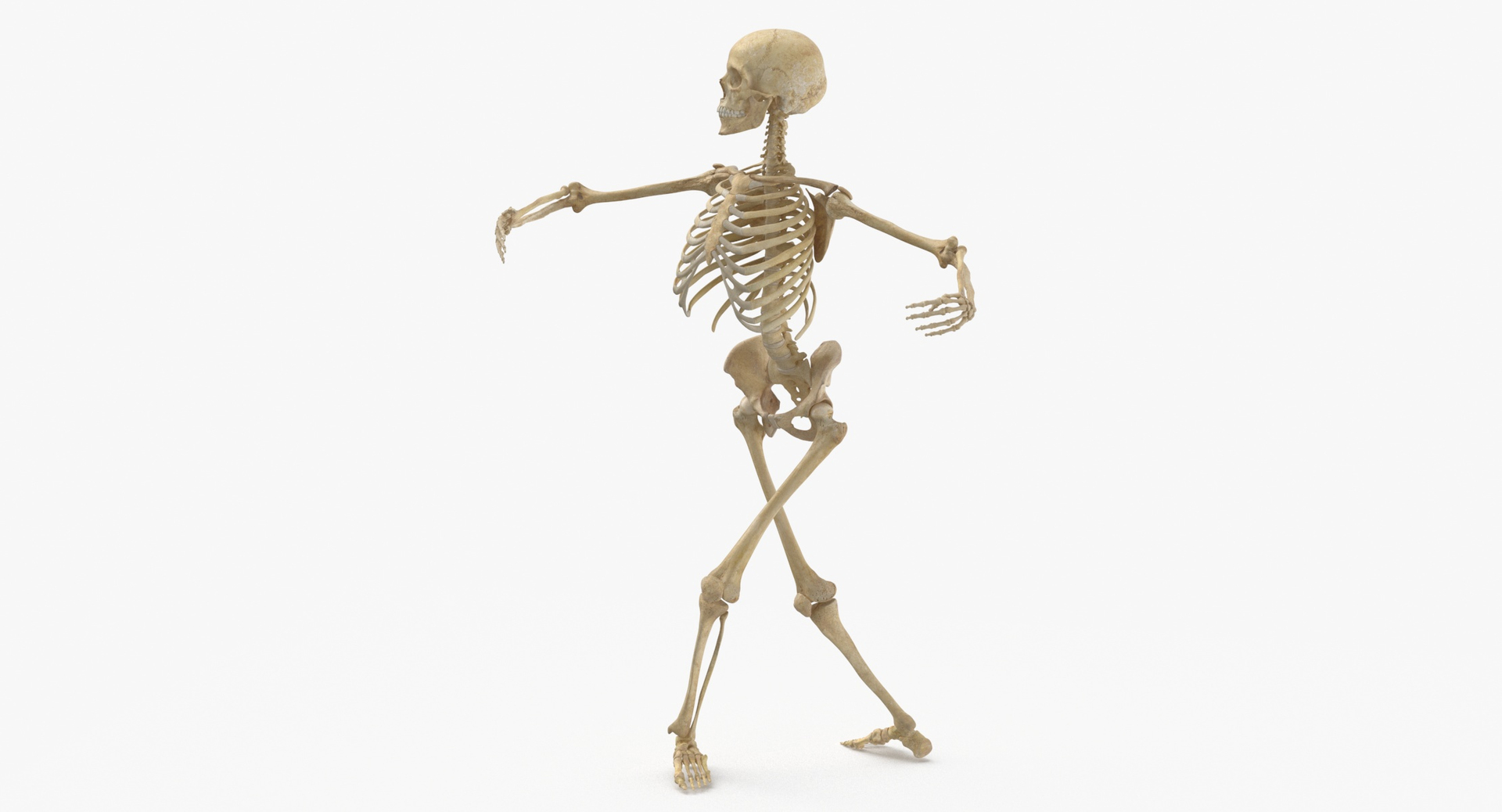 Real Human Female Skeleton Pose 871 3D - TurboSquid 1828186