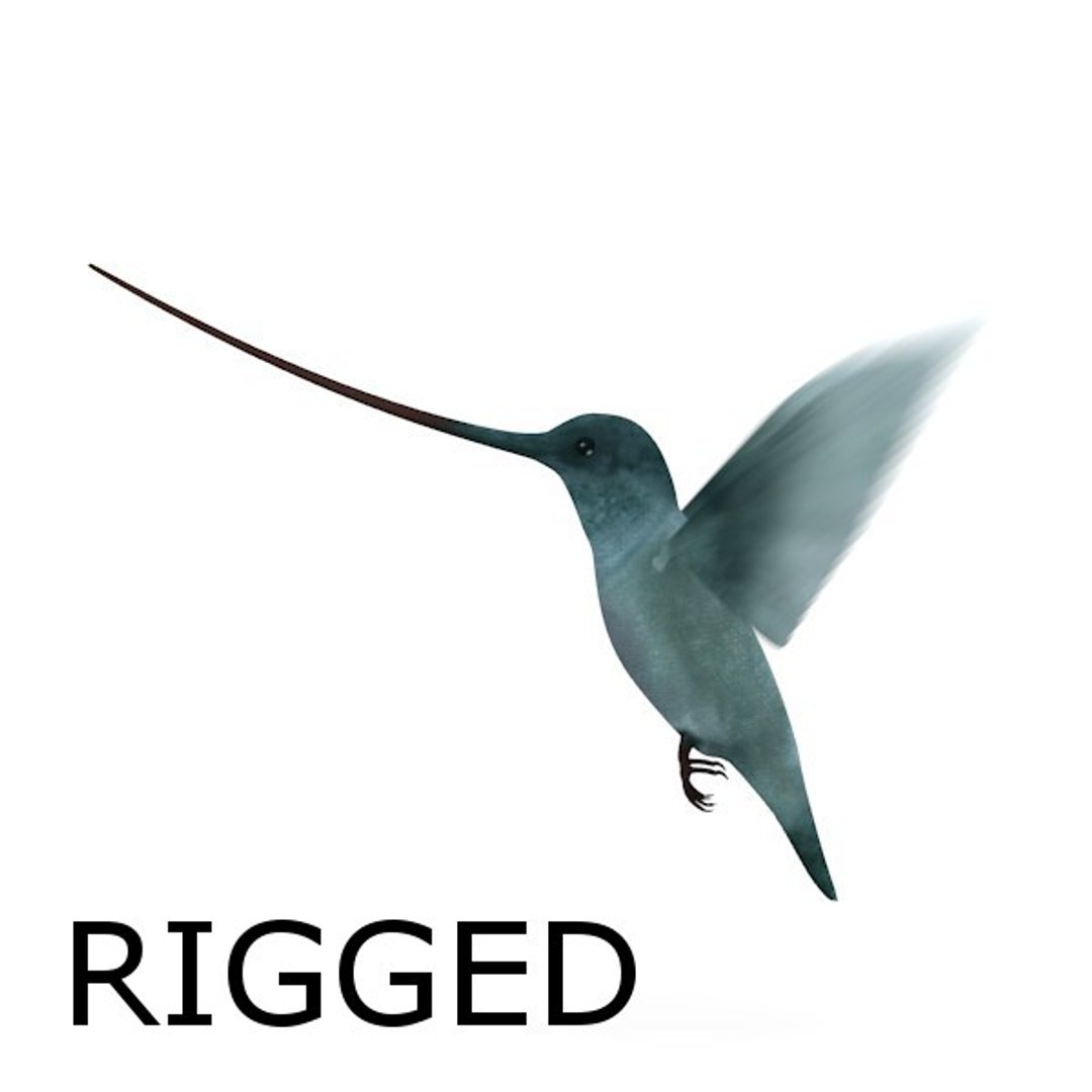 3d Colibri Bird Rigged