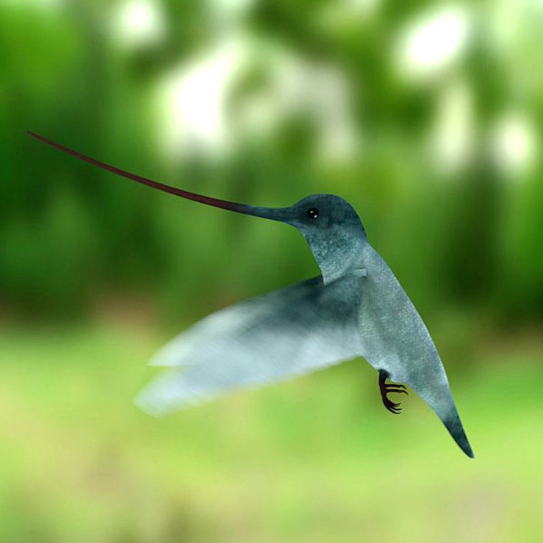3d Colibri Bird Rigged