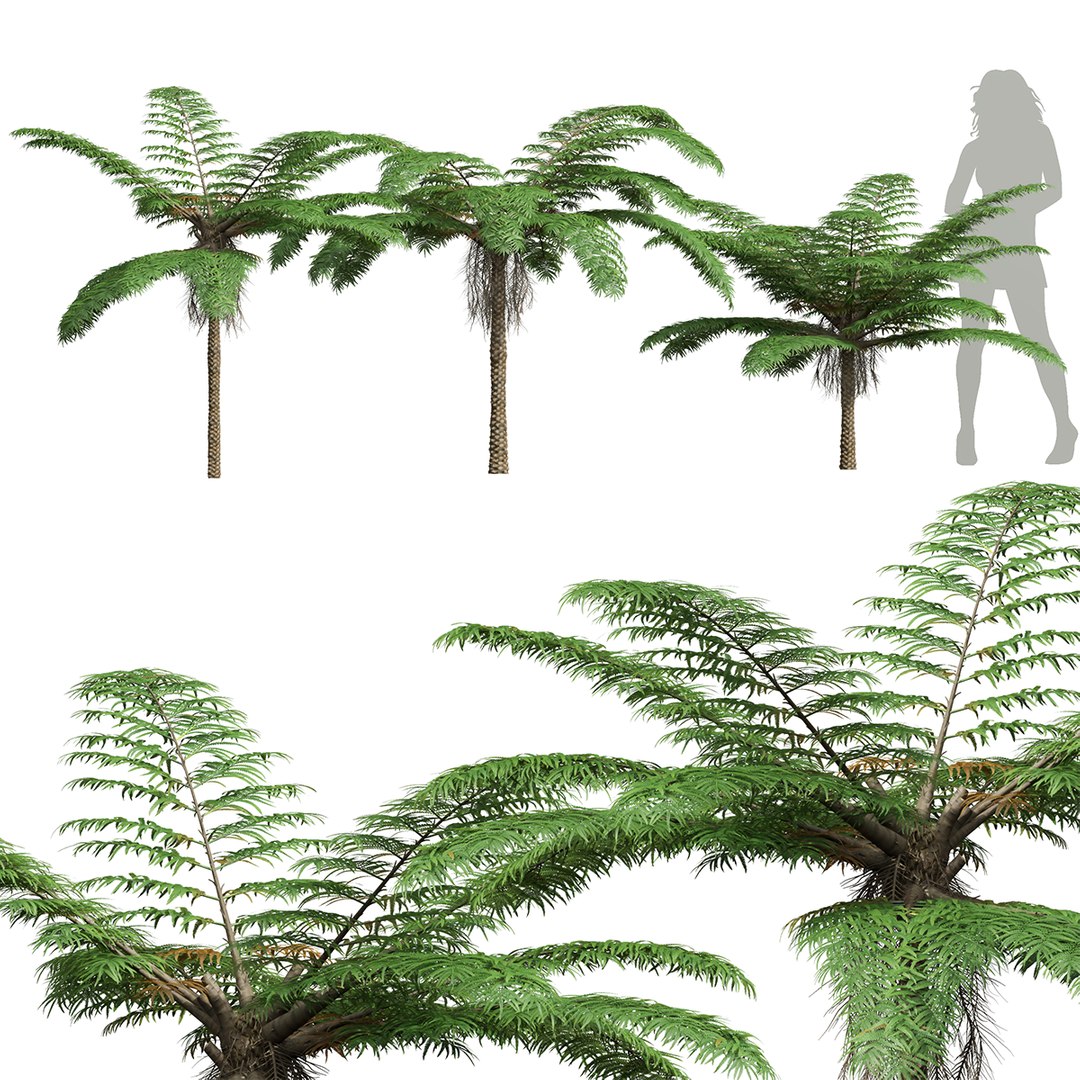3D Model New Plant High Detail Sphaeropteris Lepifera Small ...