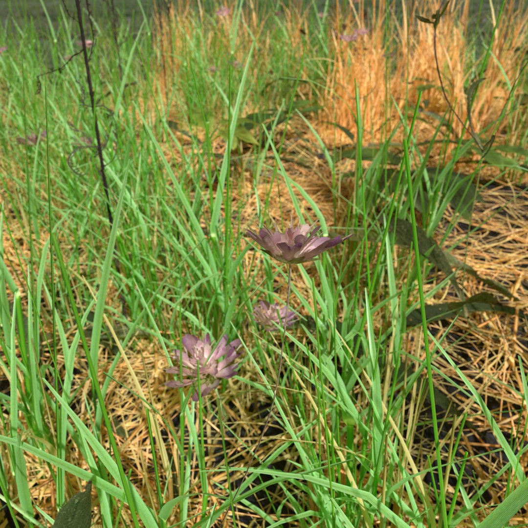 Field Scabious 3D Model - TurboSquid 1673590