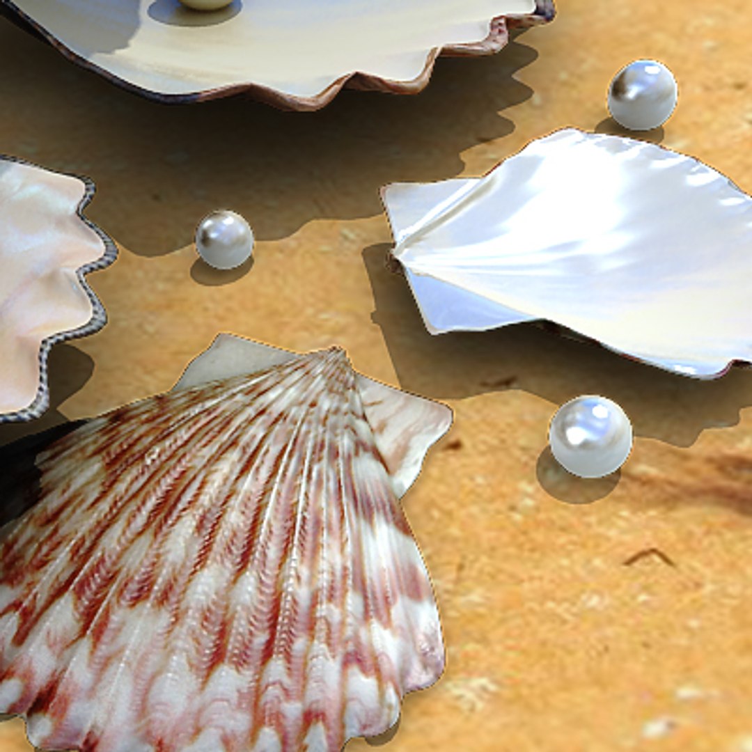 3d Model Pearl Seashell Sea