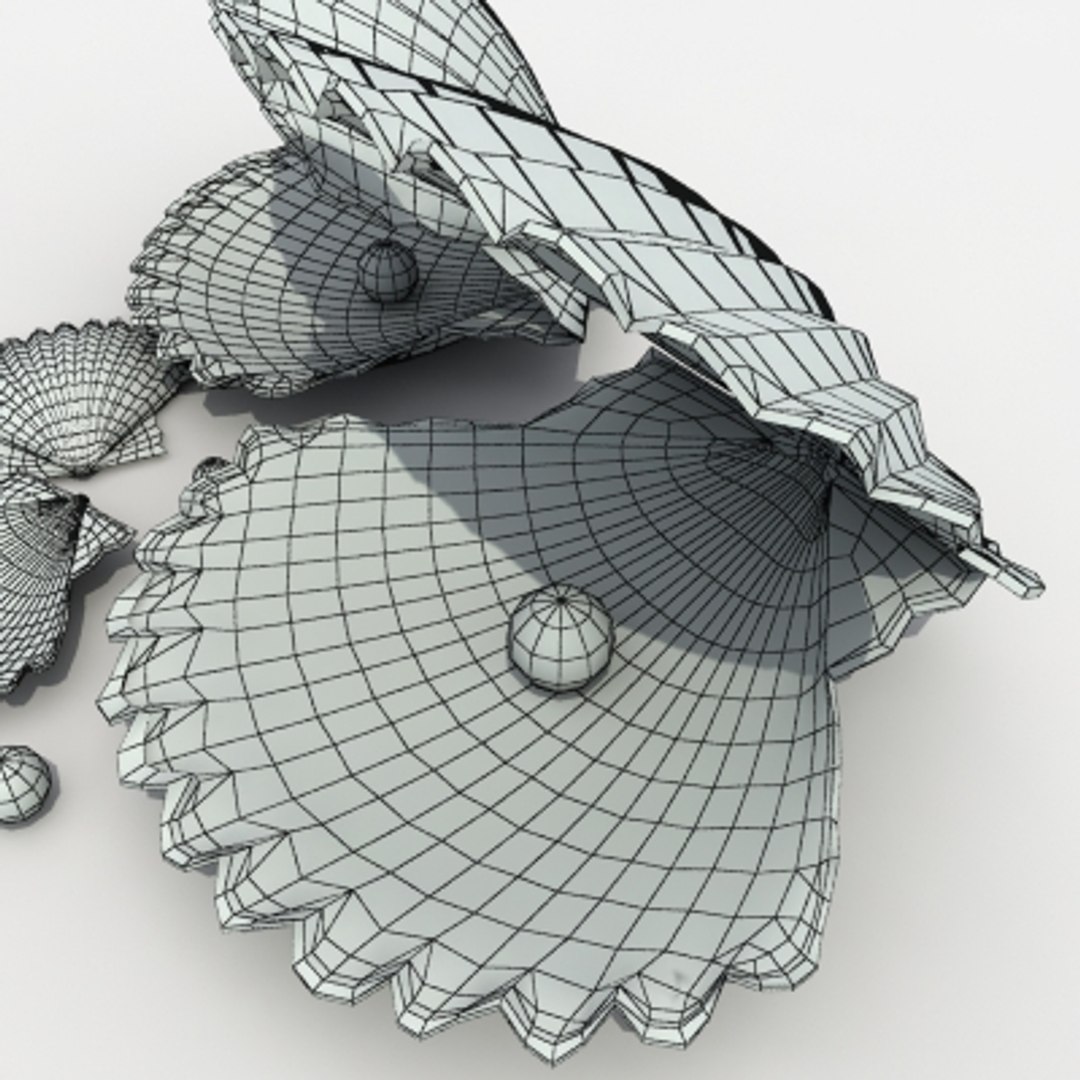 3d Model Pearl Seashell Sea