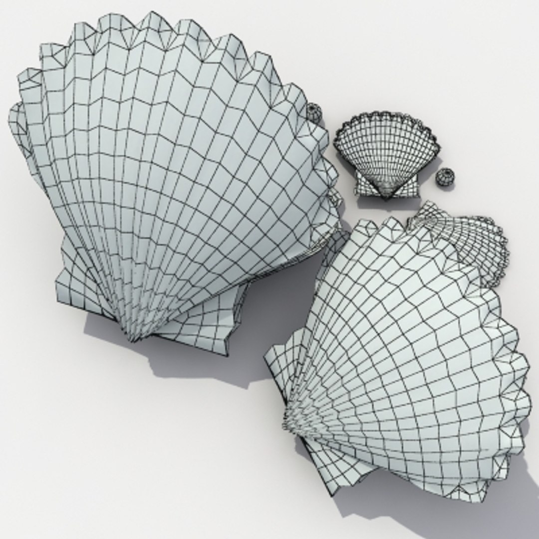 3d Model Pearl Seashell Sea