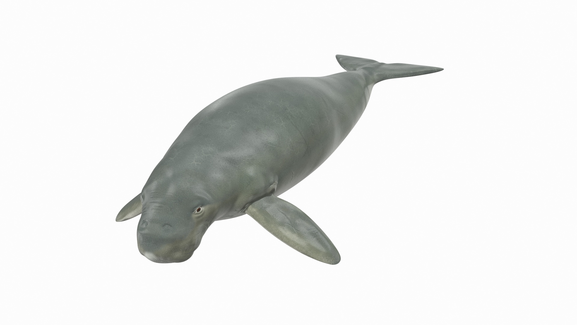 3D Model Dugong Rigged - TurboSquid 1527941