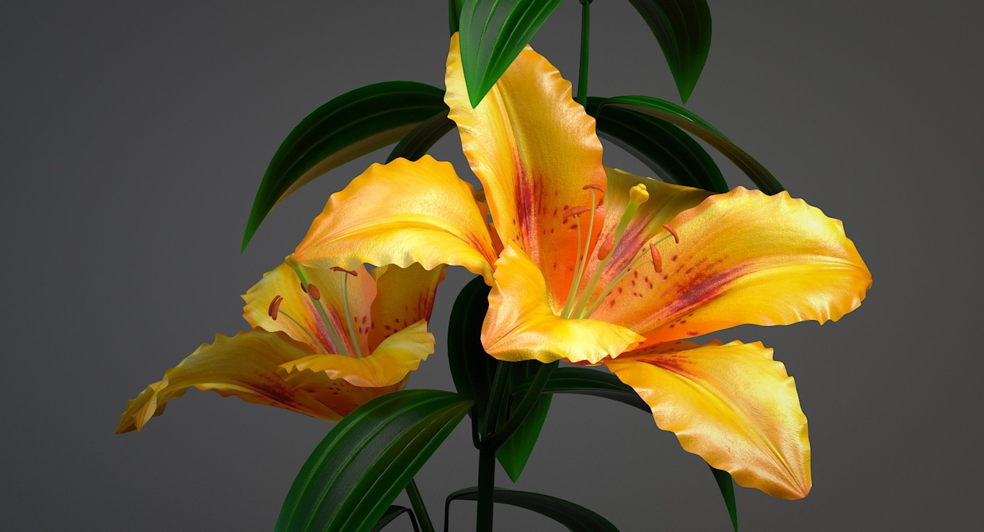 Realistic Lily Flower 3D Model - TurboSquid 1252622