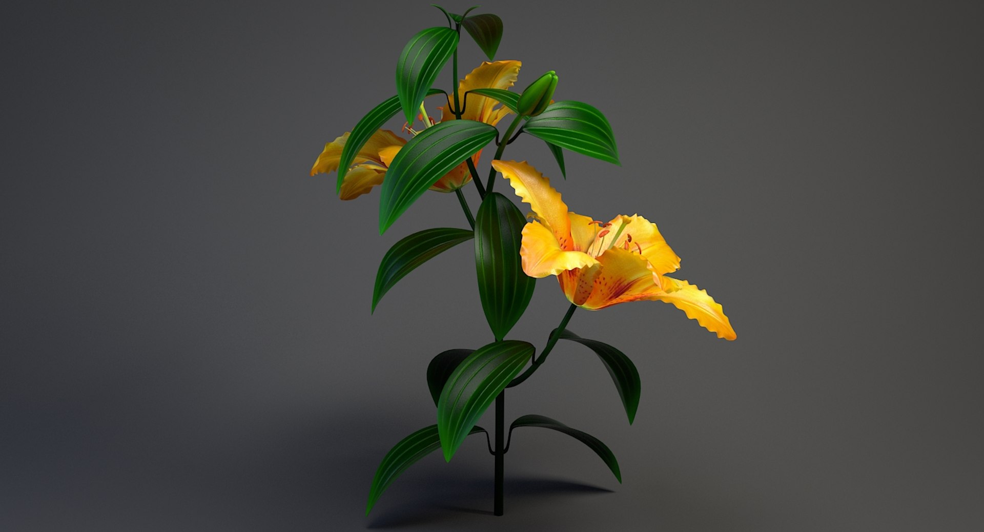Realistic Lily Flower 3D Model - TurboSquid 1252622