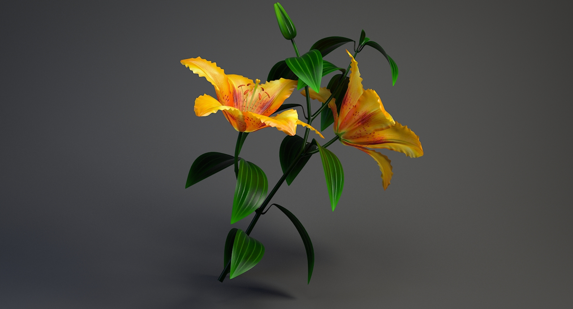 Realistic Lily Flower 3D Model - TurboSquid 1252622