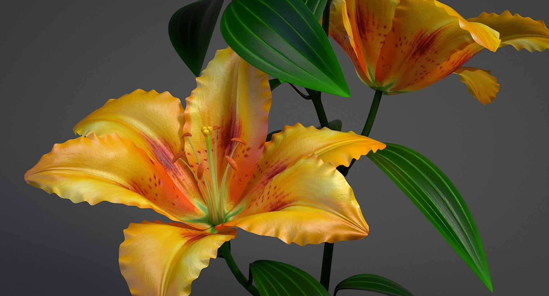 Realistic Lily Flower 3D Model - TurboSquid 1252622