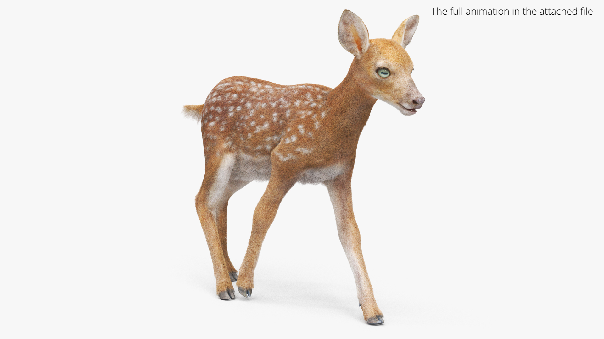 White-Tailed Fawn Deer Walking Fur Animated Rigged For Maya Model ...