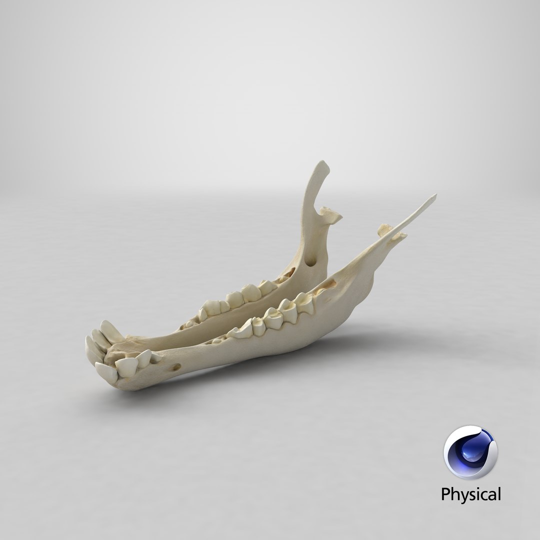 Domestic Goat Baby Jaw 01 3D - TurboSquid 2131223