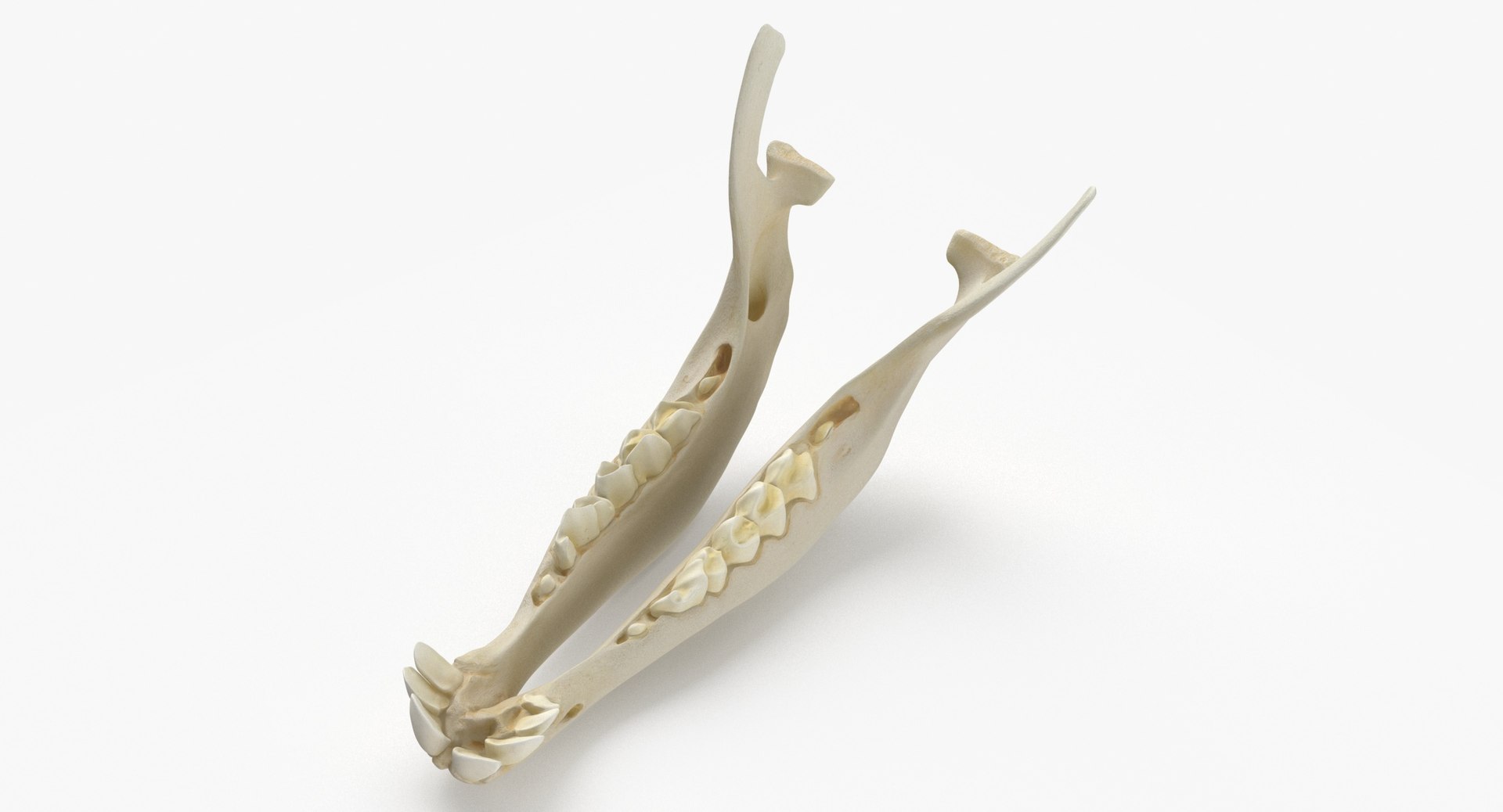 Domestic Goat Baby Jaw 01 3D - TurboSquid 2131223