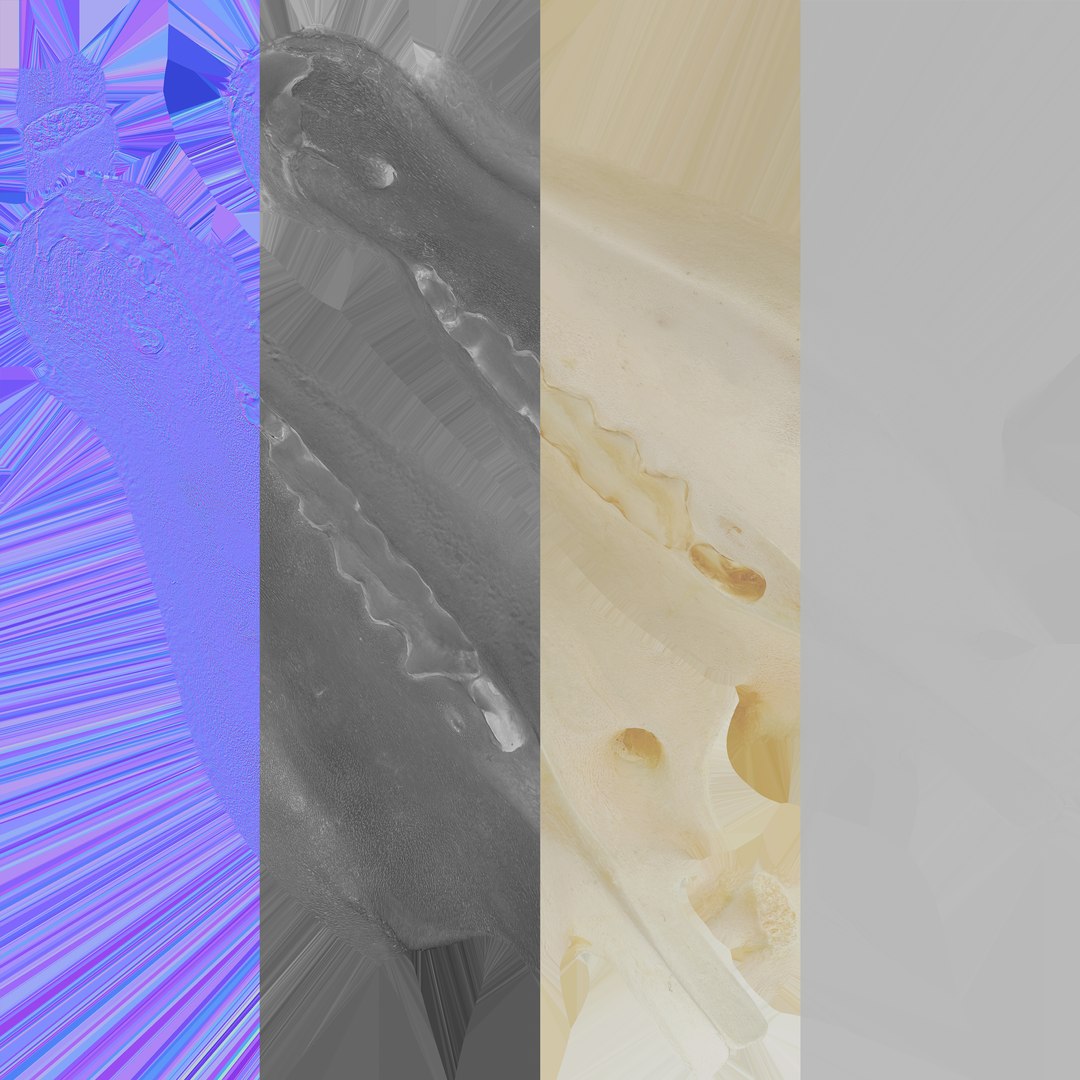 Domestic Goat Baby Jaw 01 3D - TurboSquid 2131223