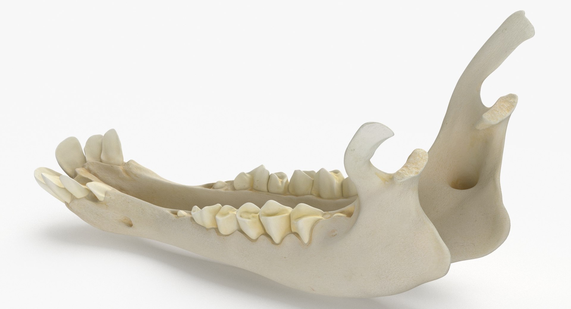 Domestic Goat Baby Jaw 01 3D - TurboSquid 2131223