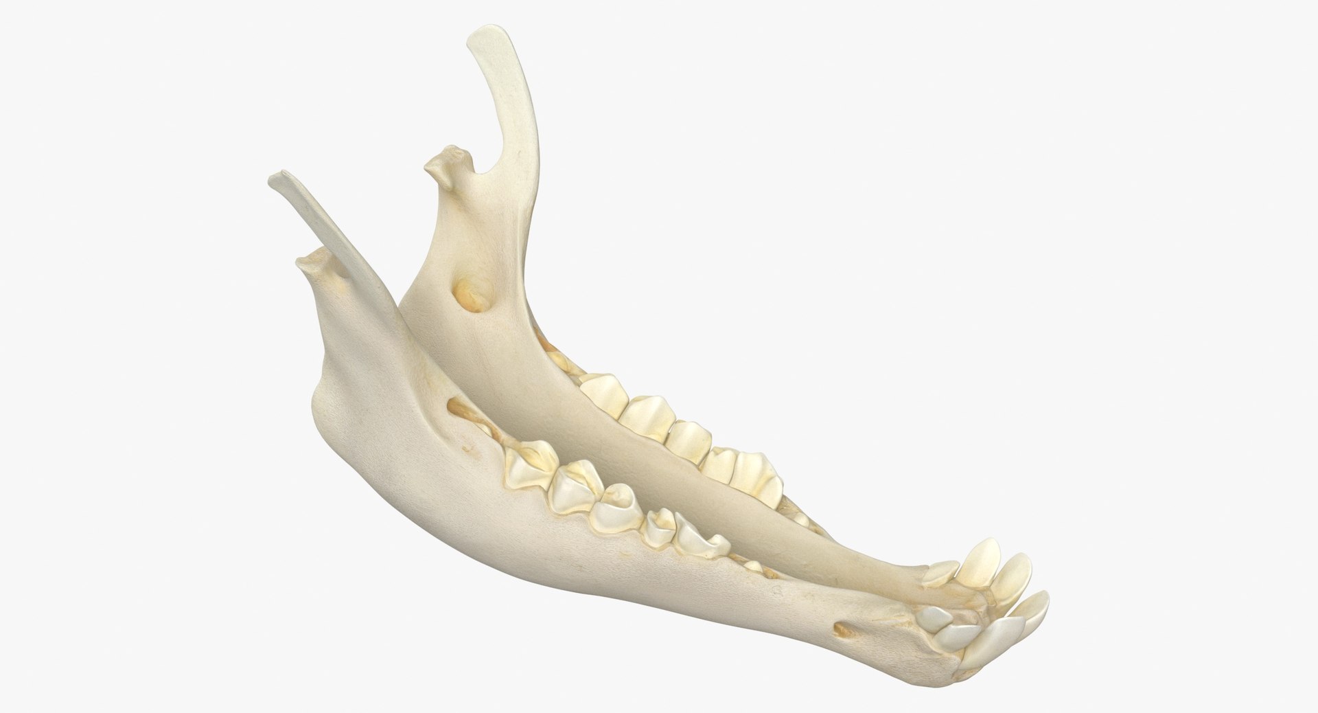 Domestic Goat Baby Jaw 01 3D - TurboSquid 2131223